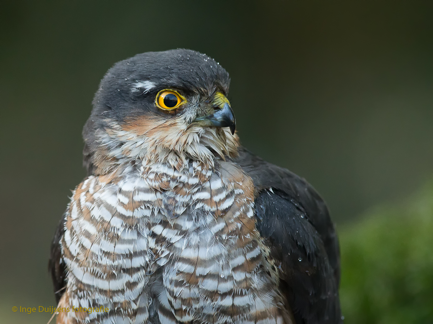 Roofvogels – Inge Duijsens Fotografie