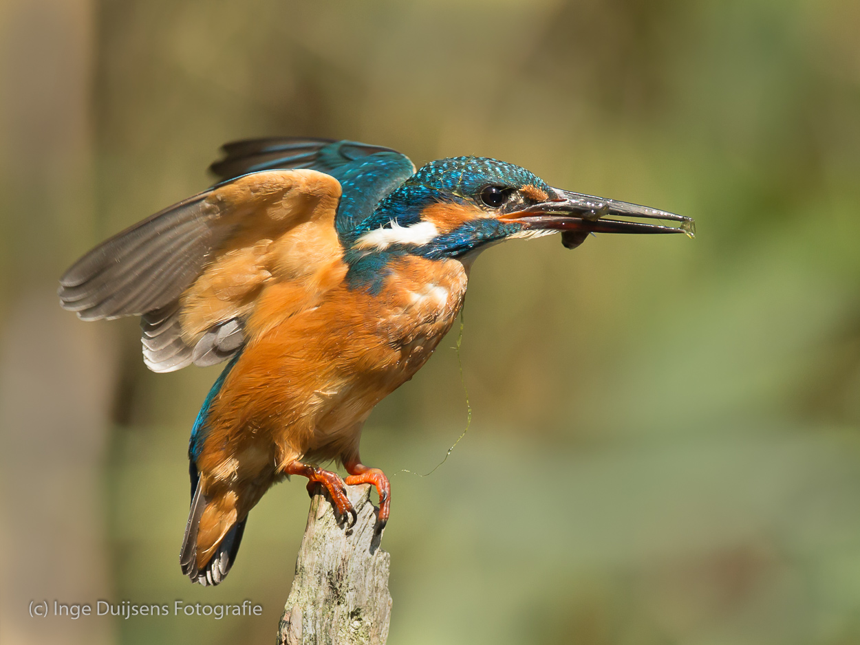 IJsvogels – Inge Duijsens Fotografie