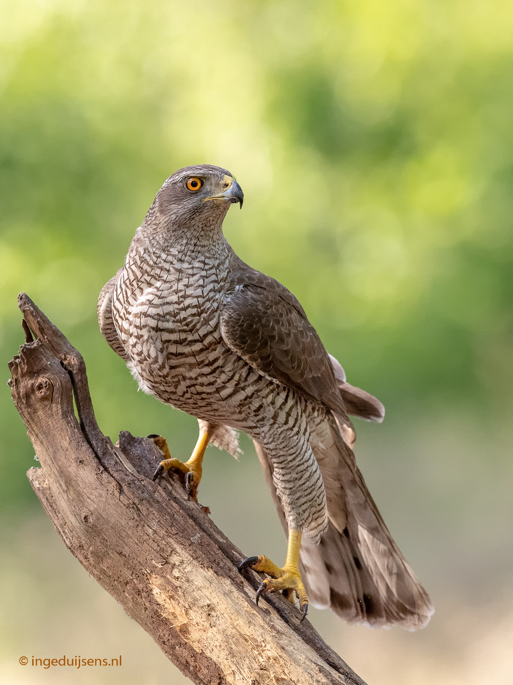 Havik - Inge Duijsens Fotografie