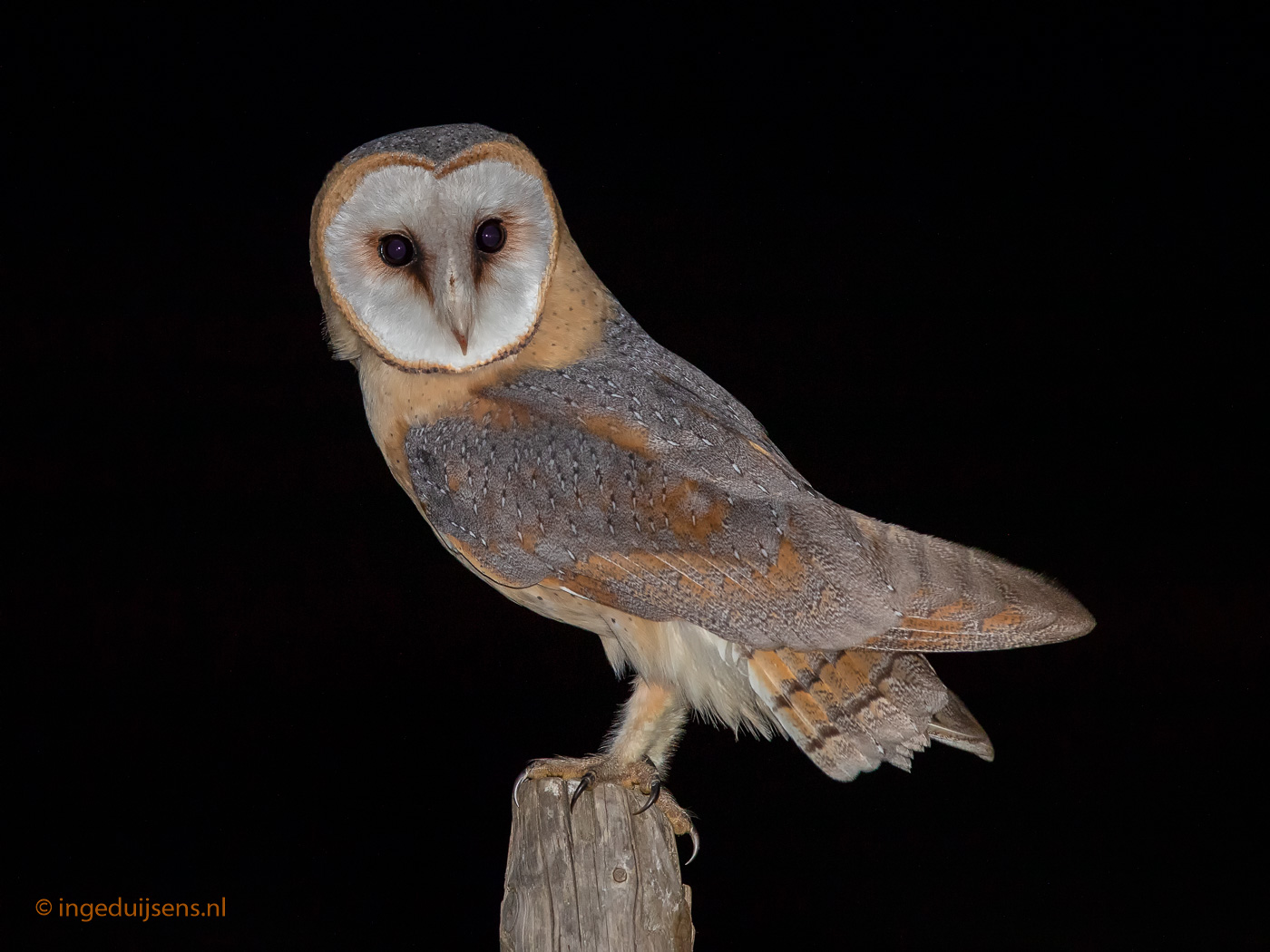 Kerkuil – Inge Duijsens Fotografie