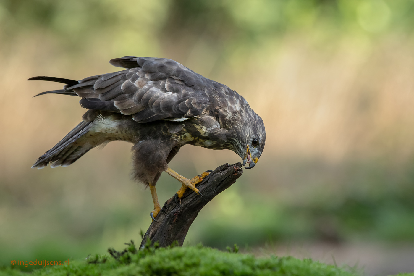 Buizerd – Inge Duijsens Fotografie