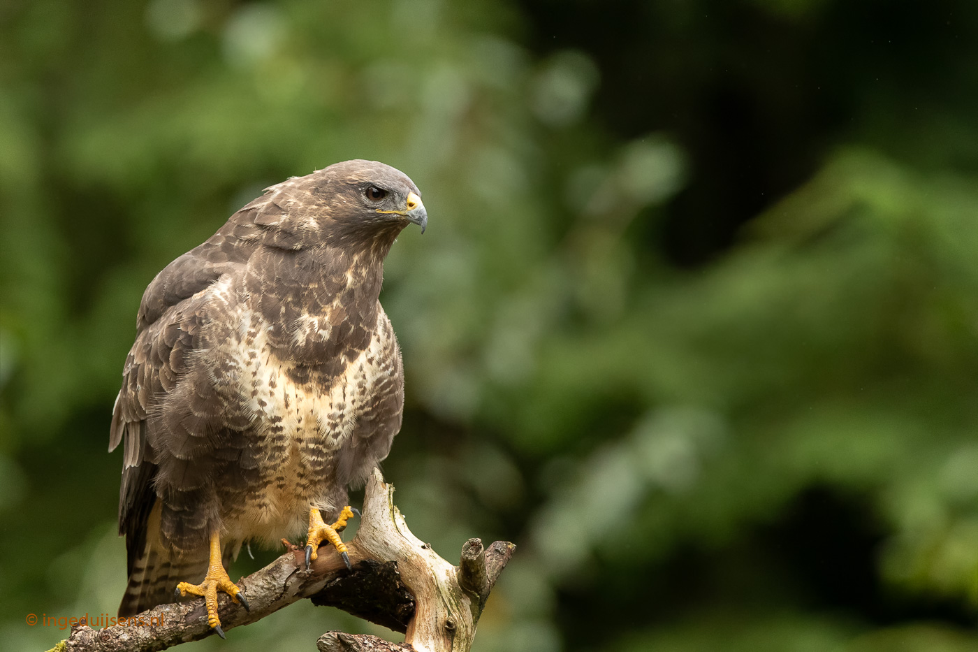 Buizerd – Inge Duijsens Fotografie