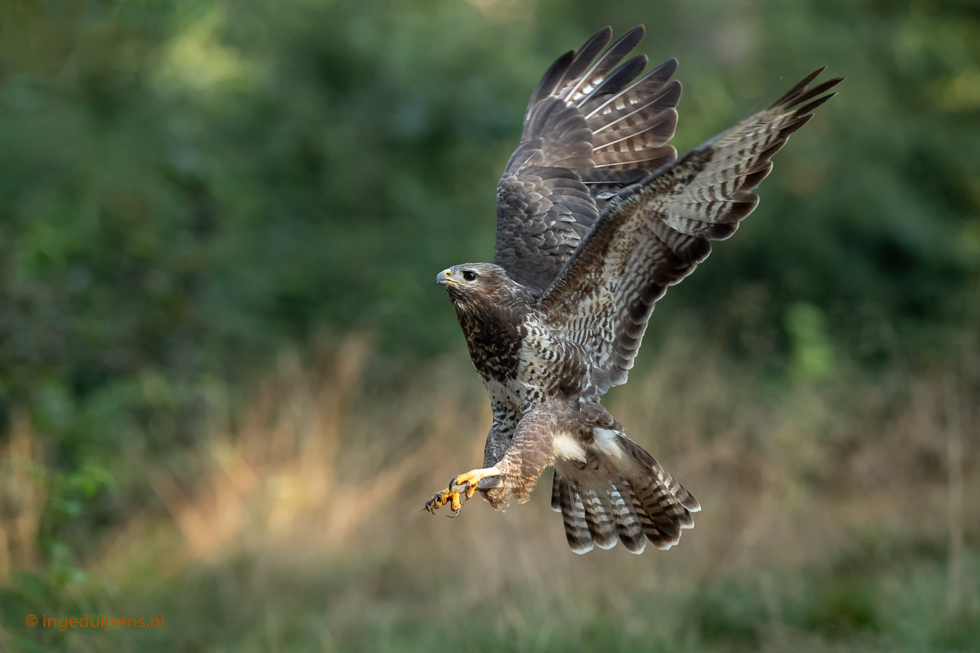 Buizerd – Inge Duijsens Fotografie