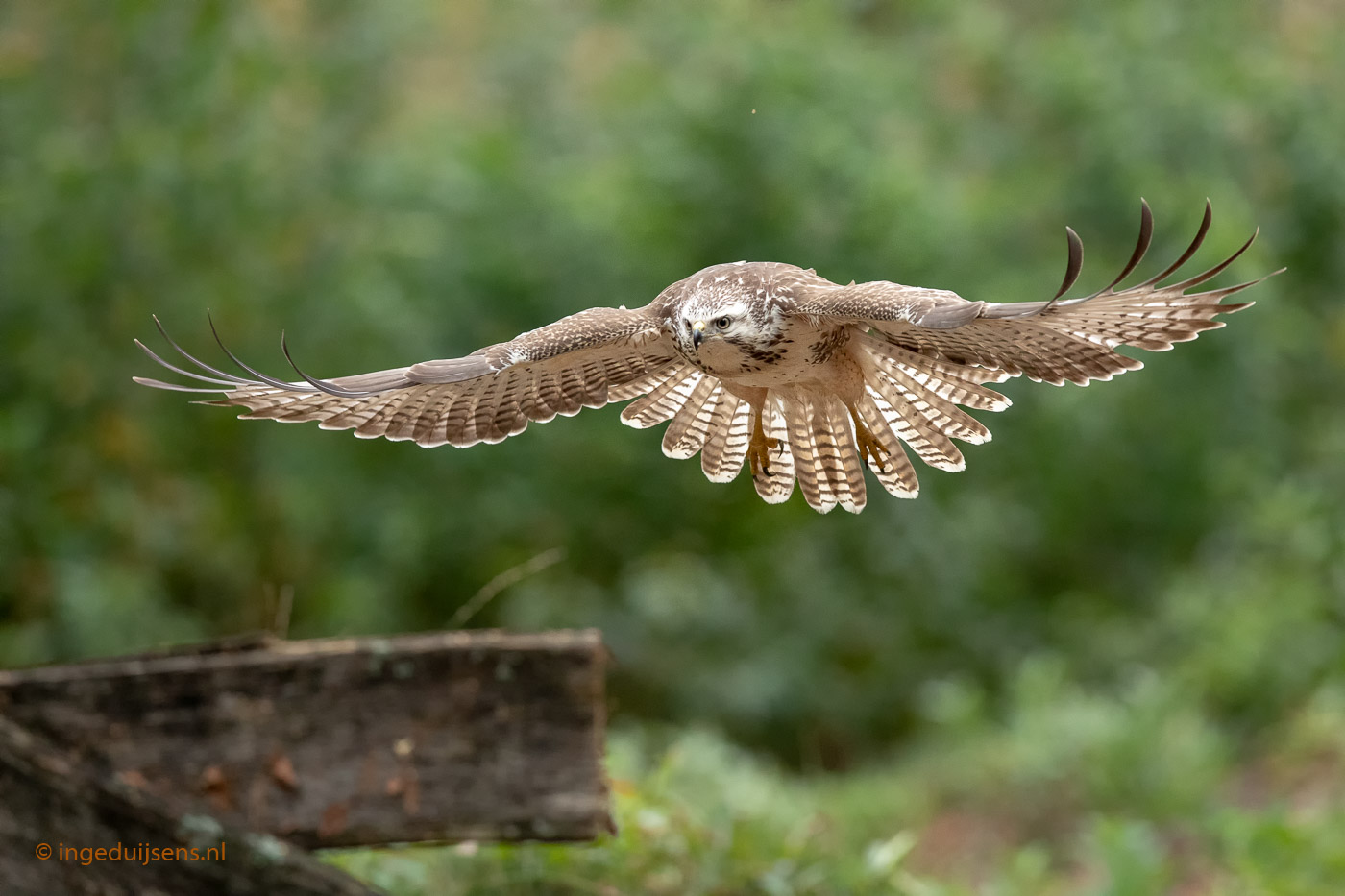 Buizerd – Inge Duijsens Fotografie